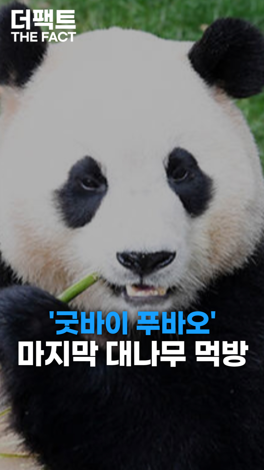 굿바이 푸바오…마지막 대나무 먹방 시선 강탈 [현장fact] 오늘의 숏 Beta