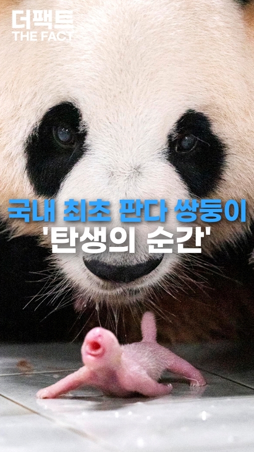 국내 최초 에버랜드 판다 쌍둥이 탄생의 순간 🐼 Feat 푸바오 동생 오늘의 숏 Beta 