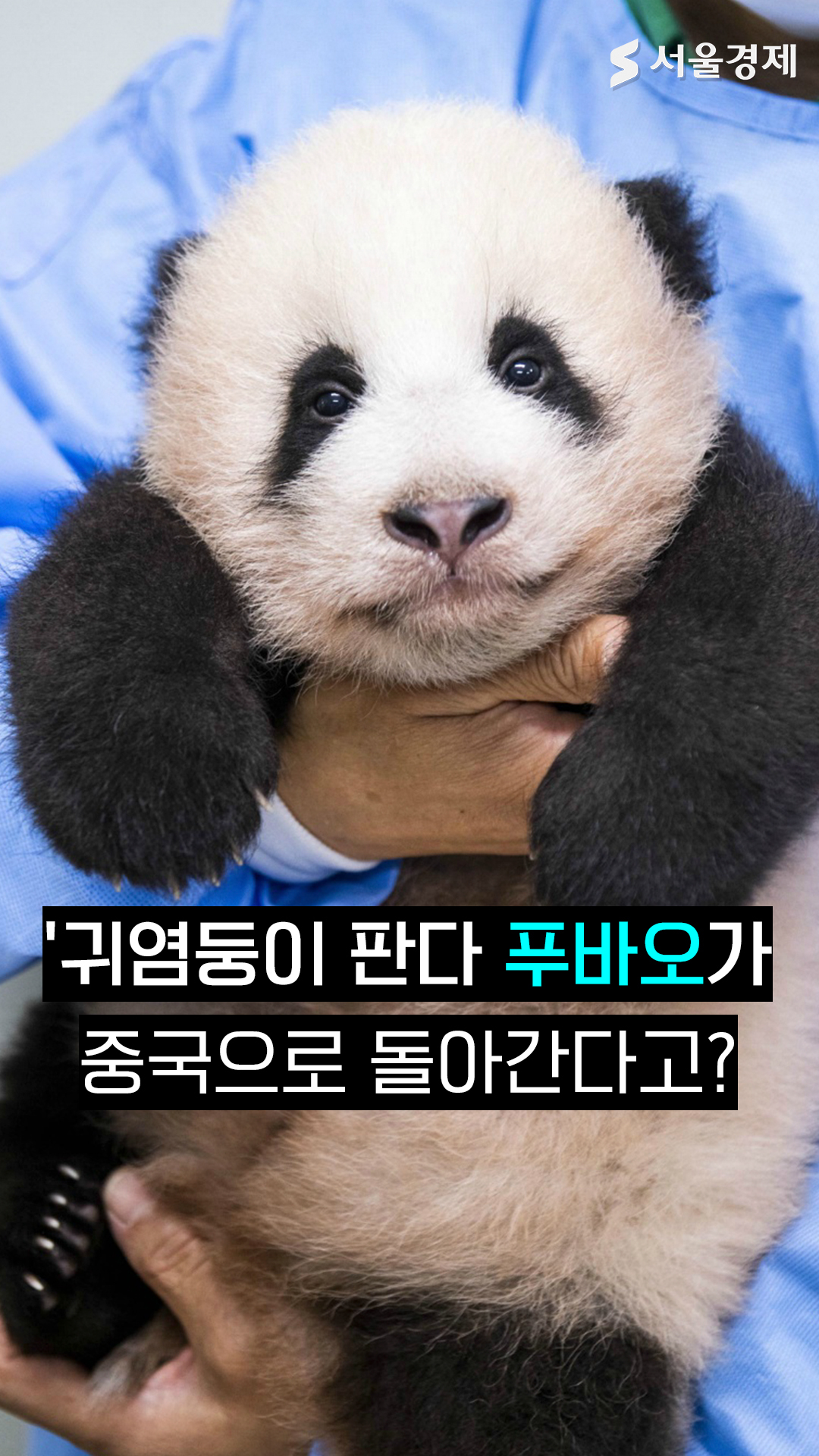 귀염둥이 판다 푸바오가 중국으로 돌아가야 하는 이유 오늘의 숏 Beta 
