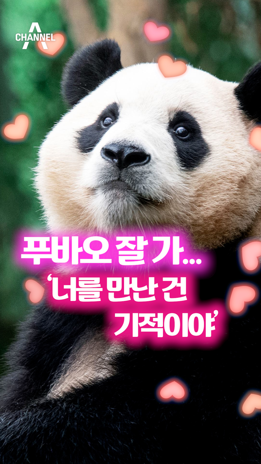 푸바오 잘 가‘너를 만난 건 기적이야 반환 오늘의 숏 Beta 